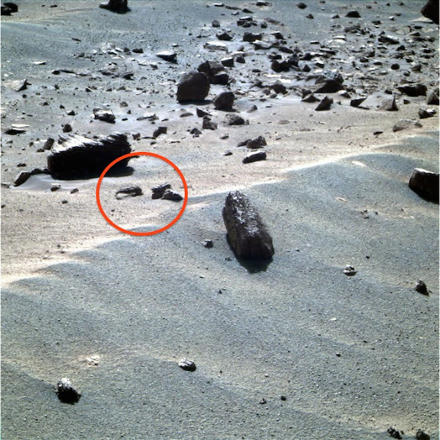 Ascension with Mother Earth and Current State of Affairs: Two Animals ...