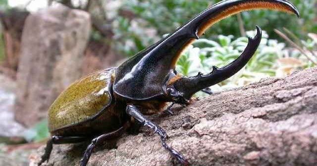 BLOGGERS 6A: LOS INSECTOS MAS COMUNES DE AMÉRICA DEL SUR