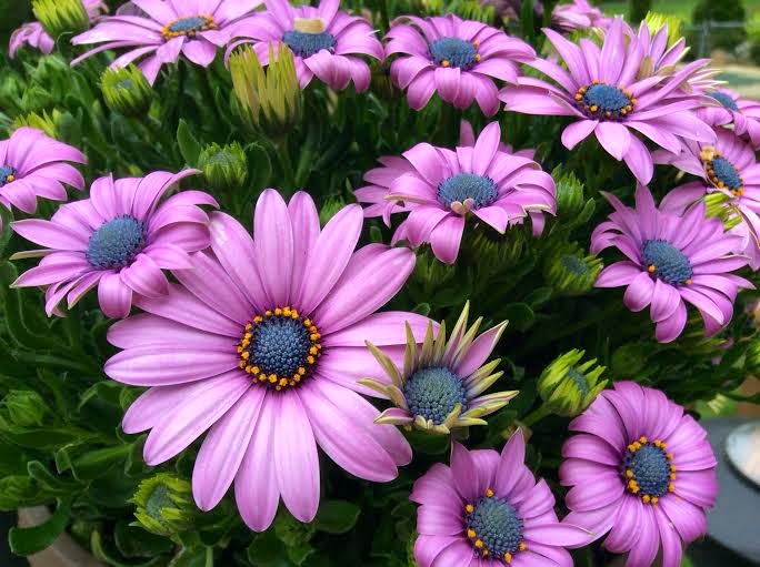 Seasonal Chapters: The Beauty of Spring and the Promise of New Beginnings