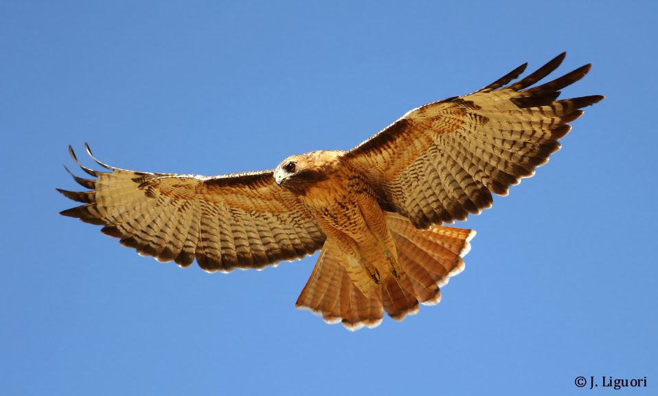 Raptor Identification and Photography: Ageing Adult Red-tails by Tail ...