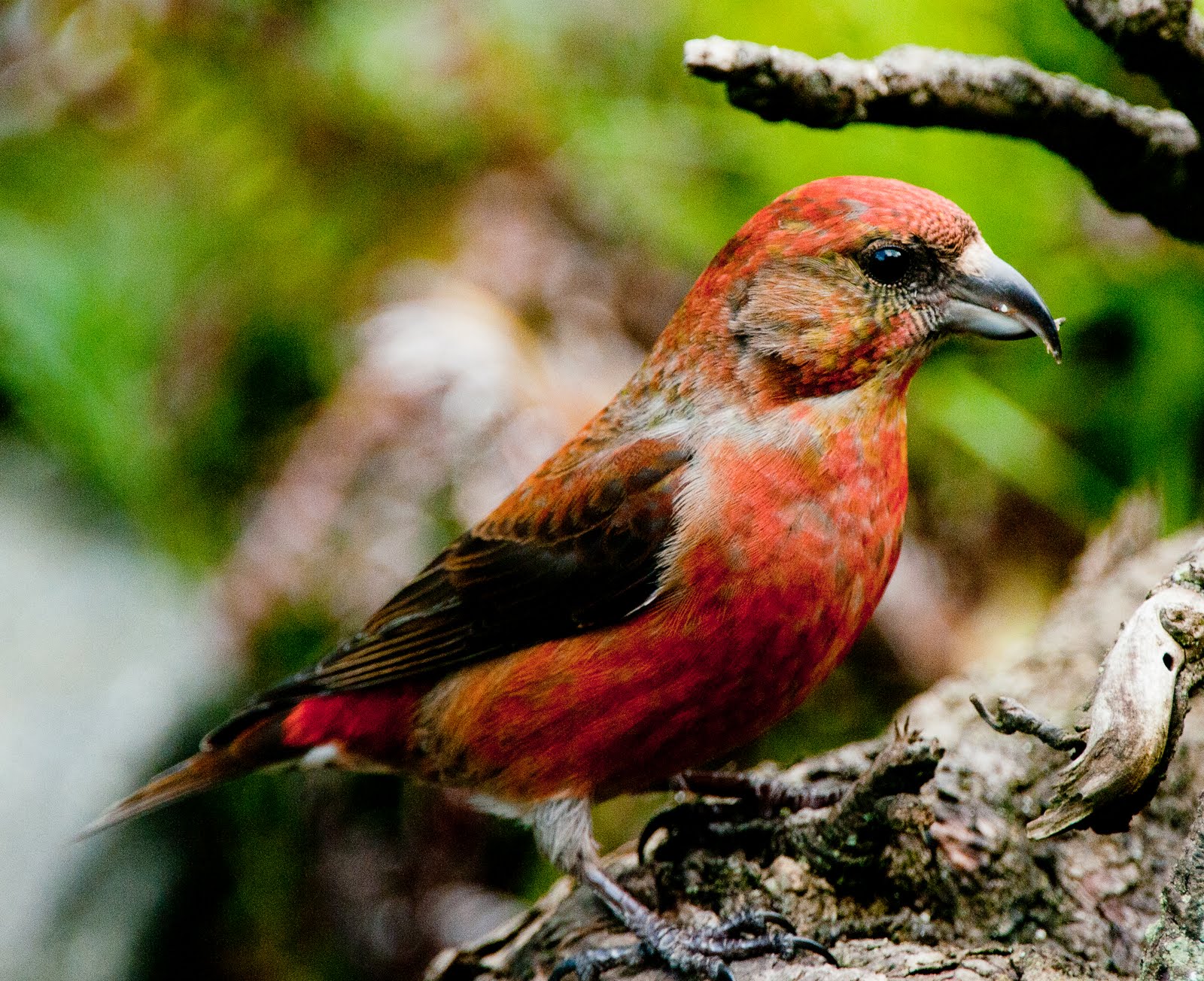 1000+ images about Birds of Wisconsin on Pinterest | Woodpeckers, Birds ...