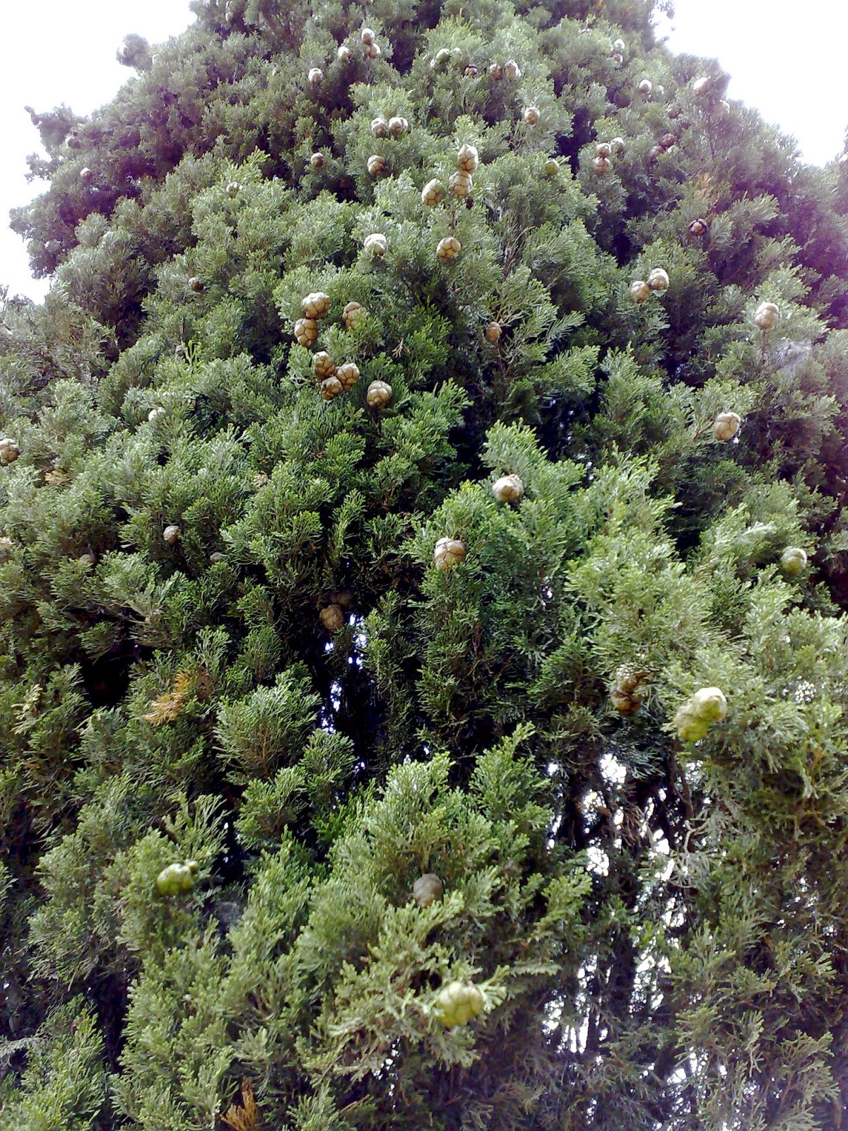 Árboles con alma: Ciprés. Xiprer. (Cupressus sempervirens)