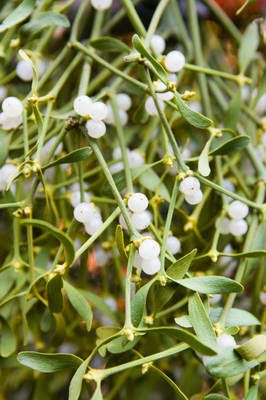 the garden: Mistletoe & Holly