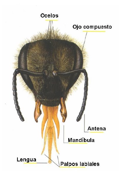 Asociación Palentina de Apicultores: Anatomía de la Abeja