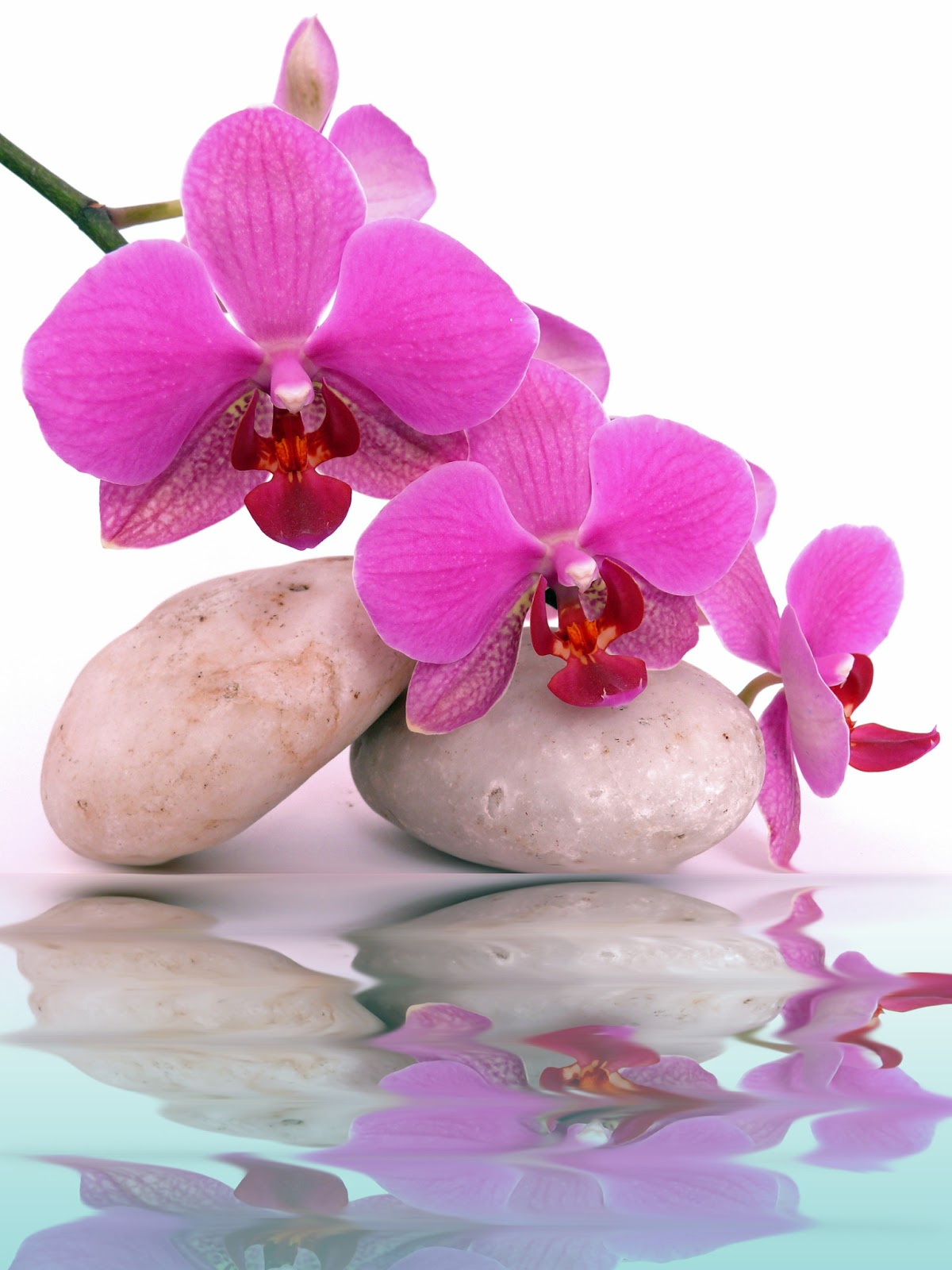 Wissenswertet für den Alltag: Orchideen