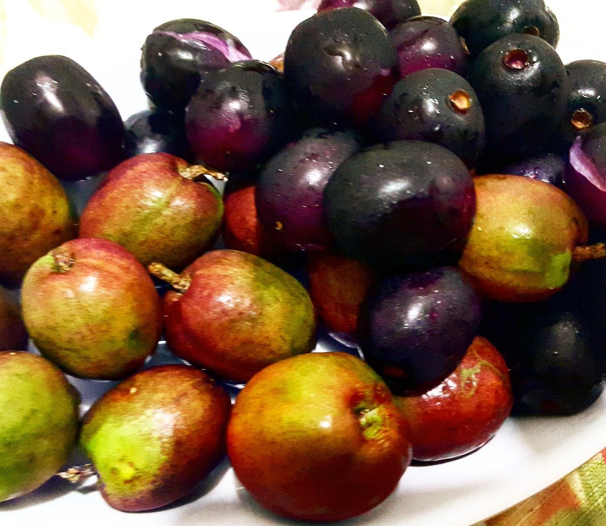 duhat - philippin news collections