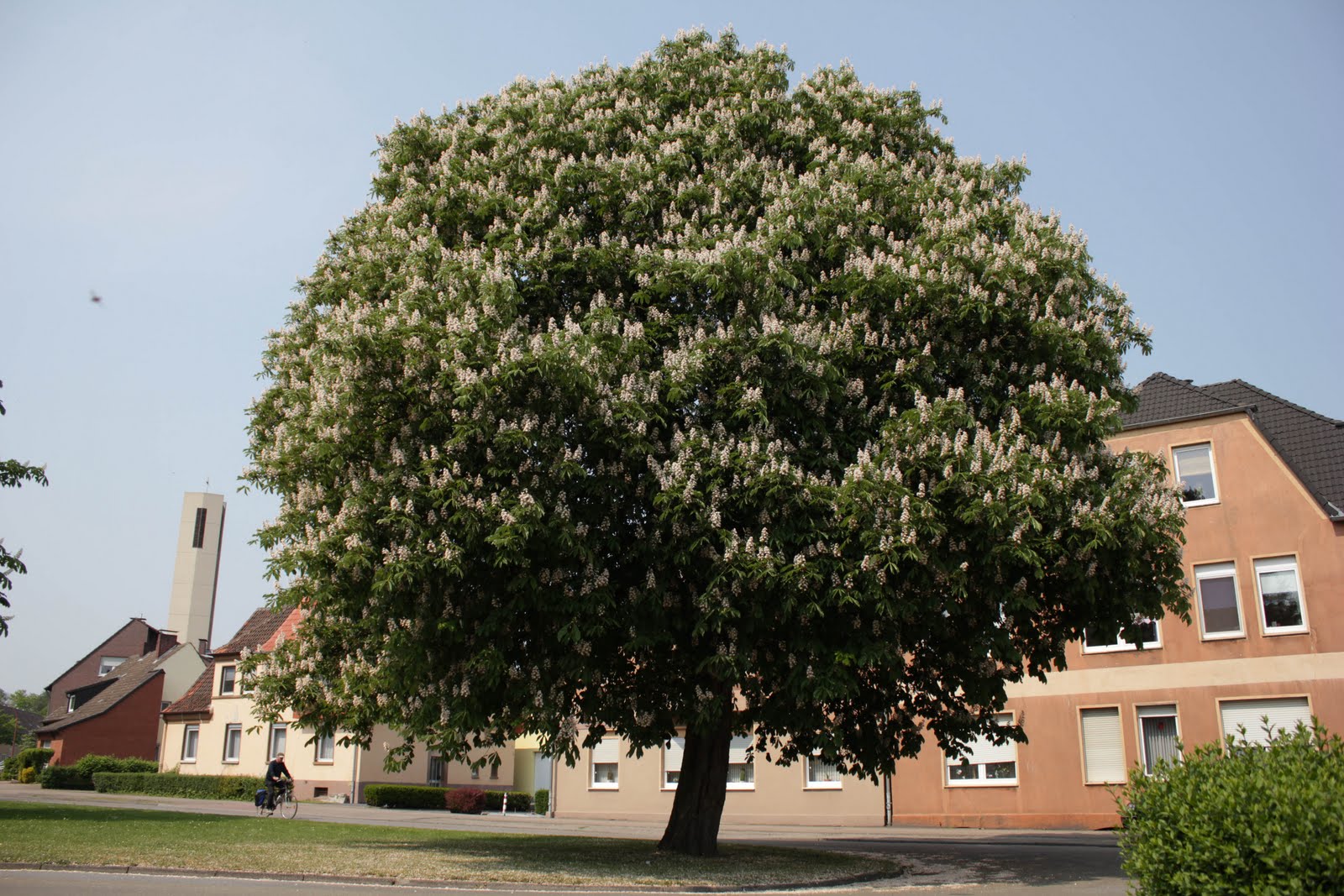 Are You Here – Are You There: Chestnut tree in blossom
