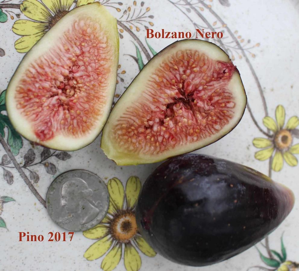 Bolzano Nero Fig - Var Tin
