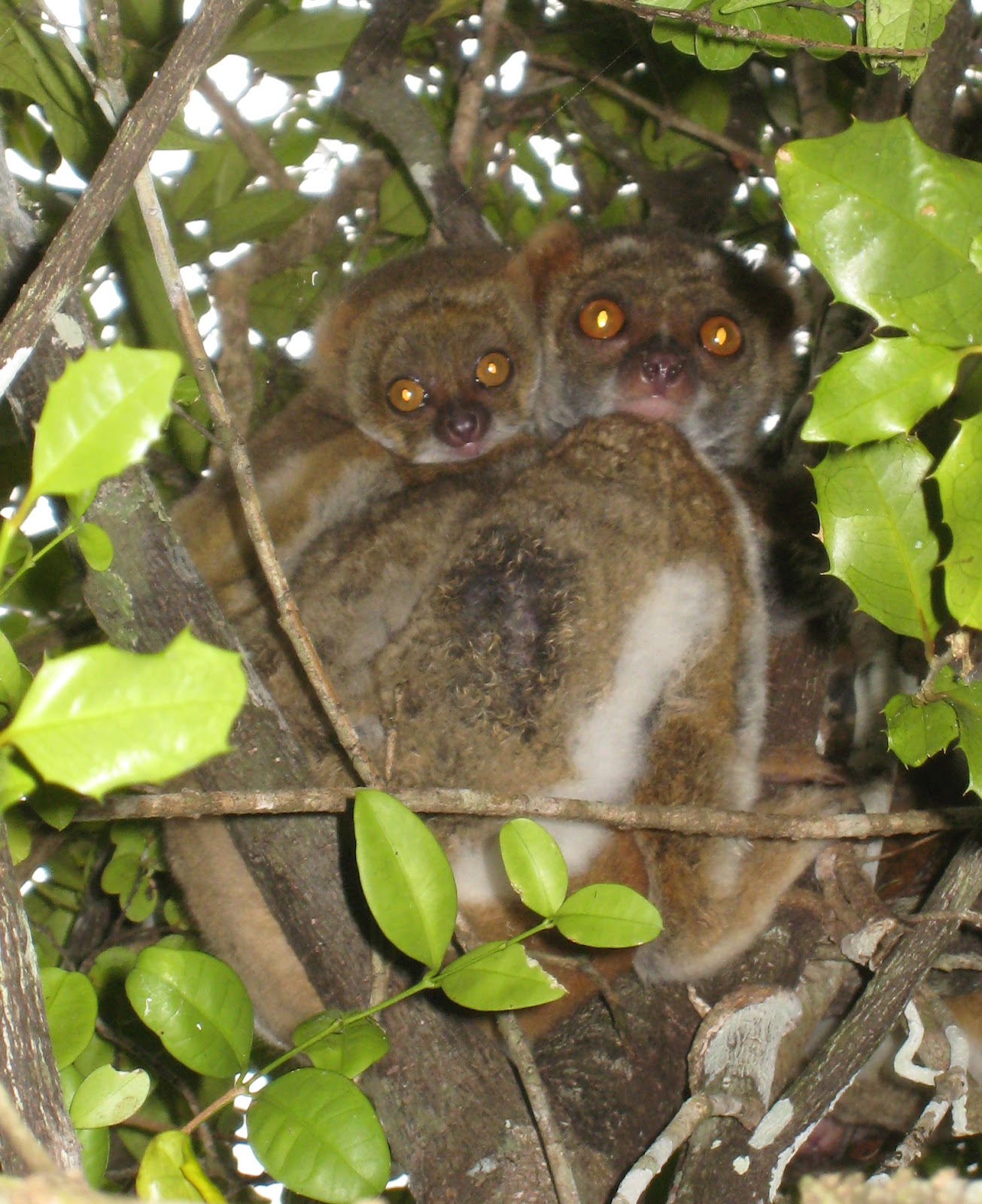 Evolutionary Vertebrate Zoology: Evoluční specialisti na planetě ...