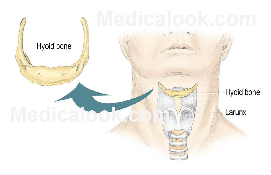 INFO BODY PARTS: THE HYOID BONE.