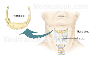 INFO BODY PARTS: THE HYOID BONE.