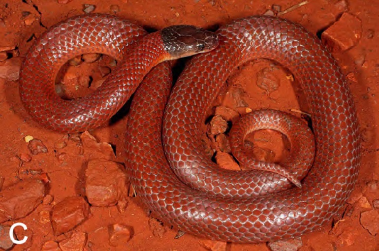 Species New to Science: [Herpetology • 2020] What’s Under the Hood ...