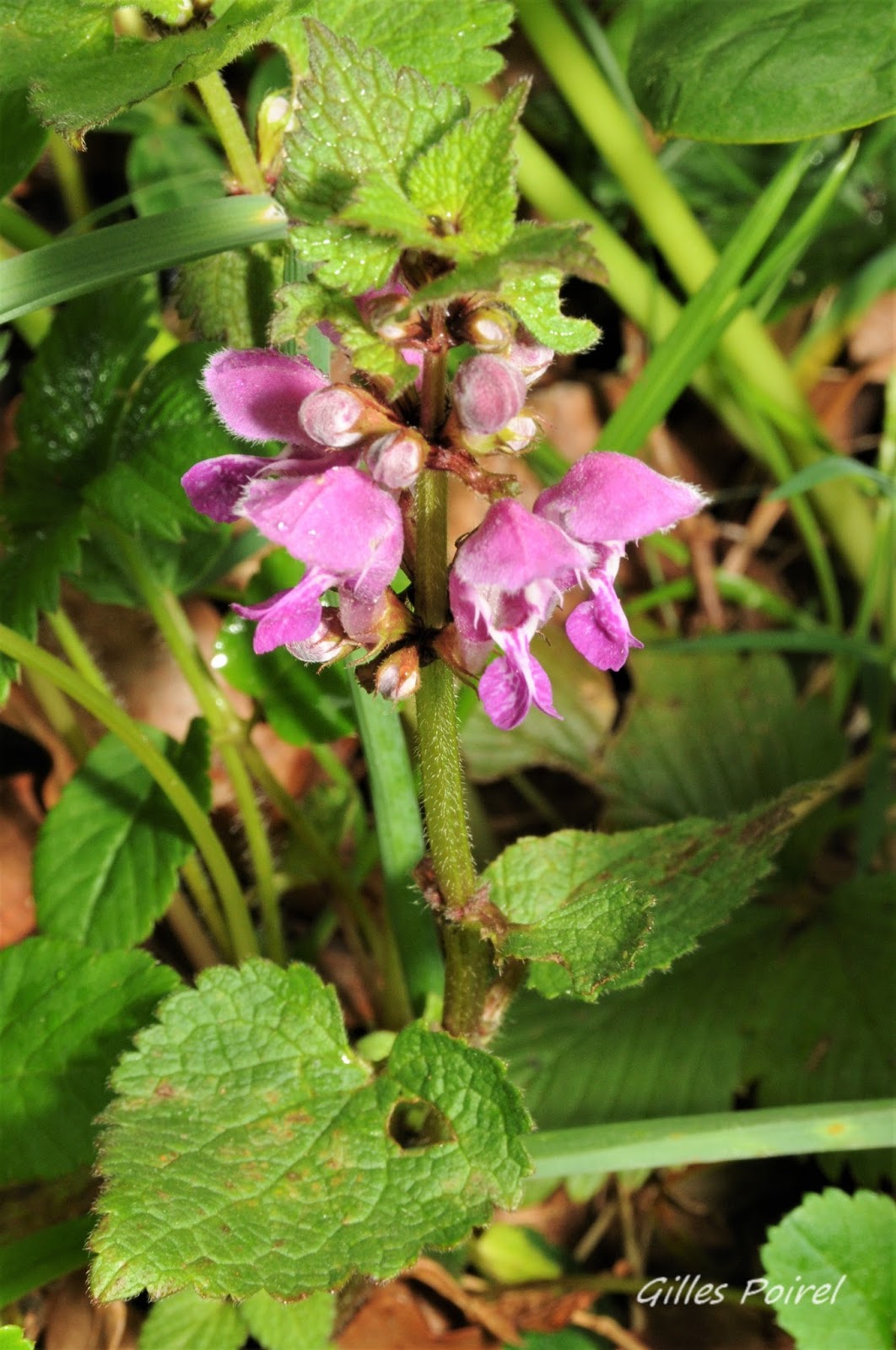 SHNJ. SOCIÉTÉ D'HISTOIRE NATURELLE DU JURA et des Amis de la Nature: Le ...