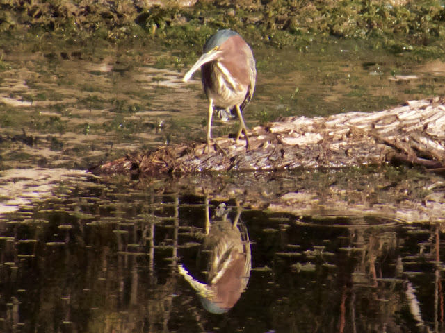 Babs' Birding Experiences : Coon Bluff Rec Area along Lower Salt River ...