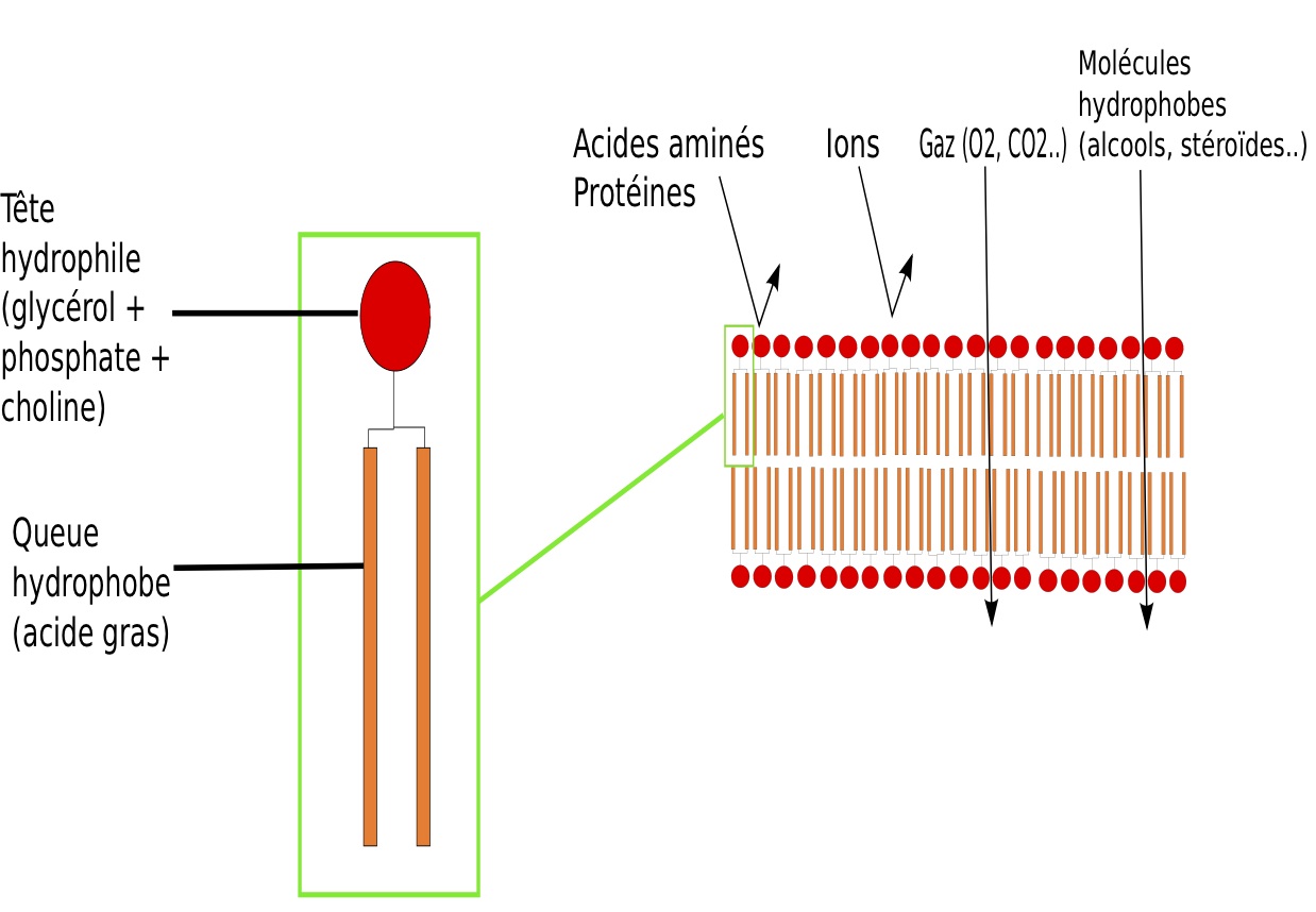Le goût du savoir !: Notions de biologie cellulaire