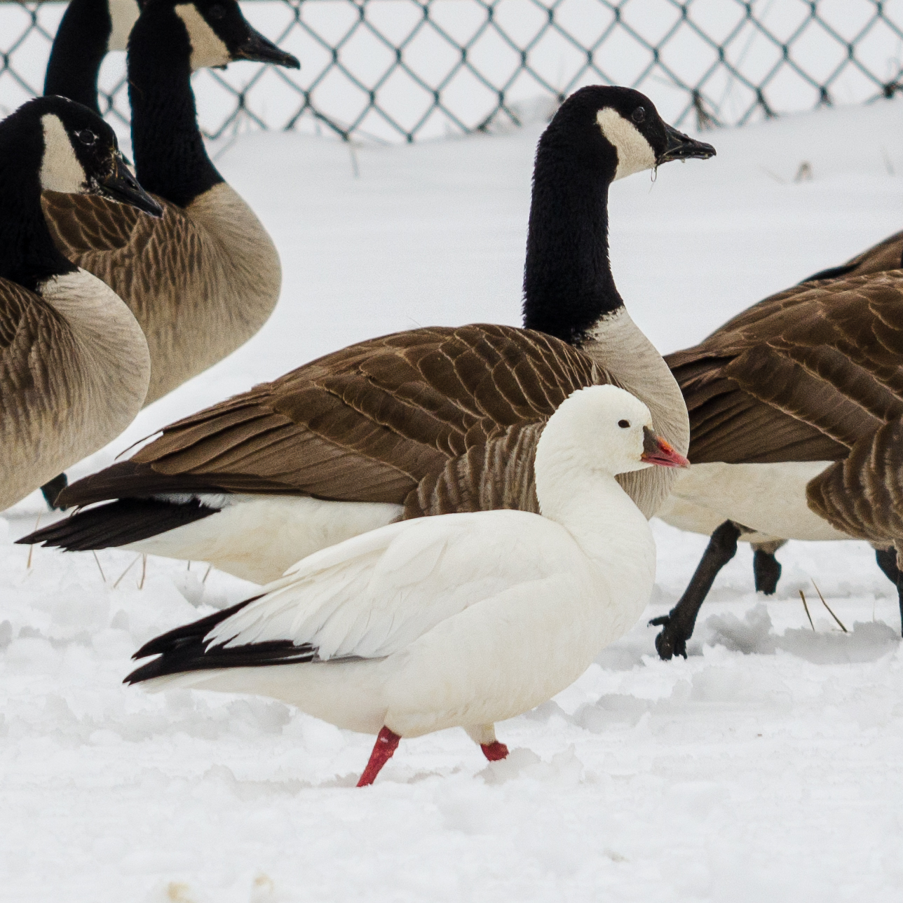 On the Subject of Nature: Ross's Geese in Athens!