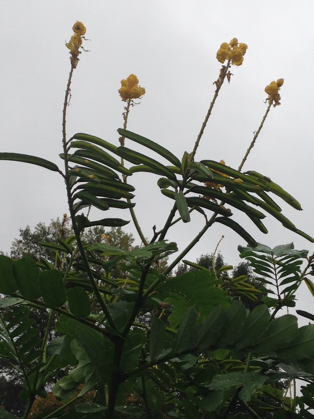 Memphis Trees: Candle bush (Senna alata or Acacia alata)