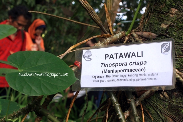 RUUD VAN IRWAN: Khasiat Patawali