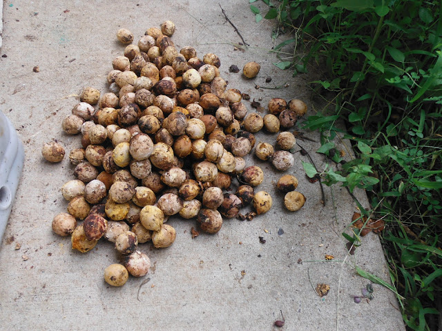 Aboriginal Prehistory Central Qld Area: Origins