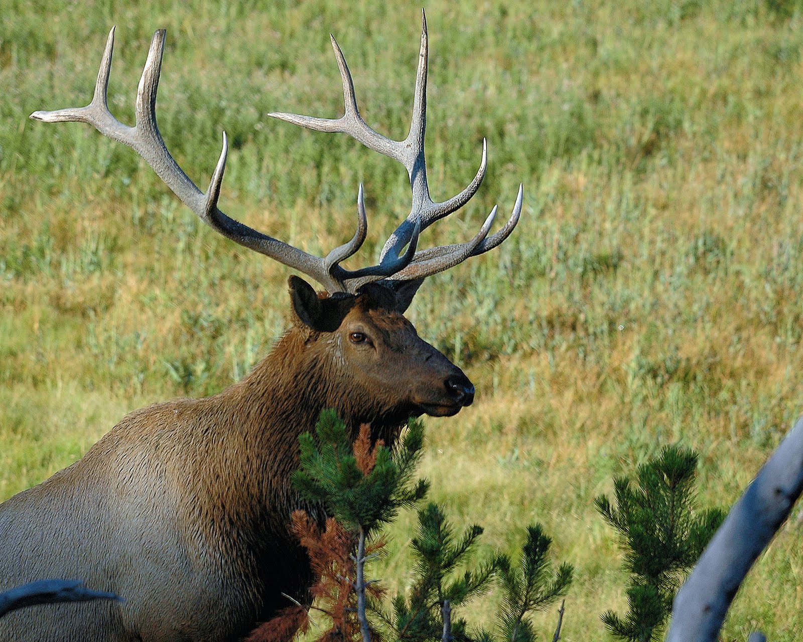 In Relentless Pursuit: Elk are Beautiful...From a Distance