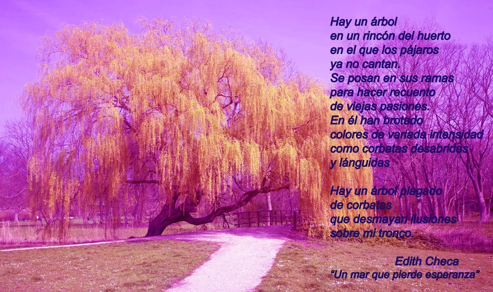 FOTOPOEMAS de EDITH CHECA: FOTOPOEMA: HAY UN ÁRBOL EN UN RINCÓN DEL HUERTO
