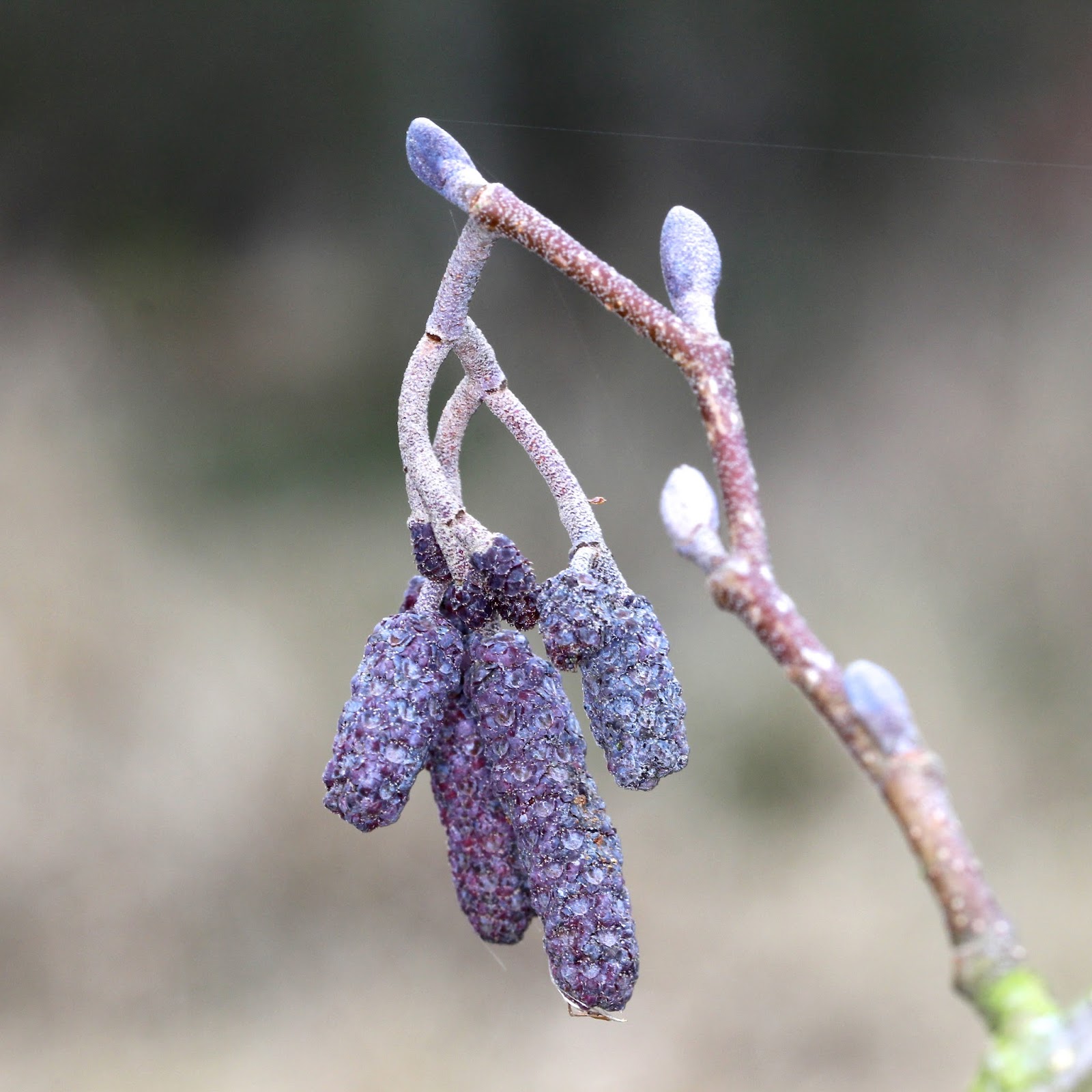 TrogTrogBlog: Alder flowers
