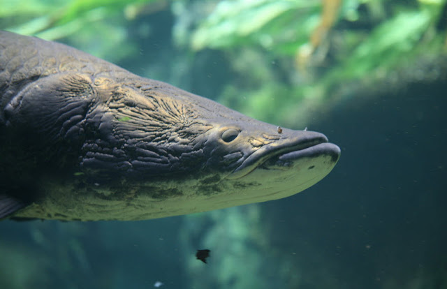 Arapaima | The Biggest Animals Kingdom