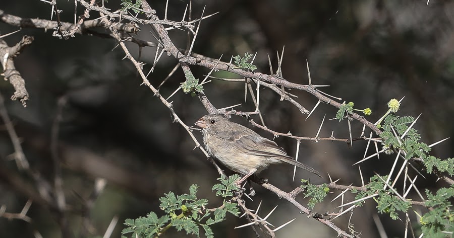 Birds of Saudi Arabia: Plenty of endemic bird species in Wadi Thee ...