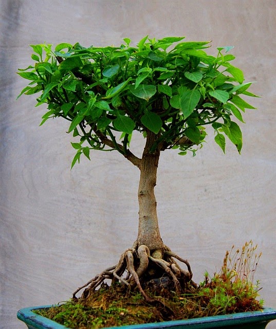 Panduan Cara Membuat Bonsai Cabe | -Petani TOP-