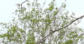 Palo Santo Trees - Galápagos Eco Friendly: The Blog