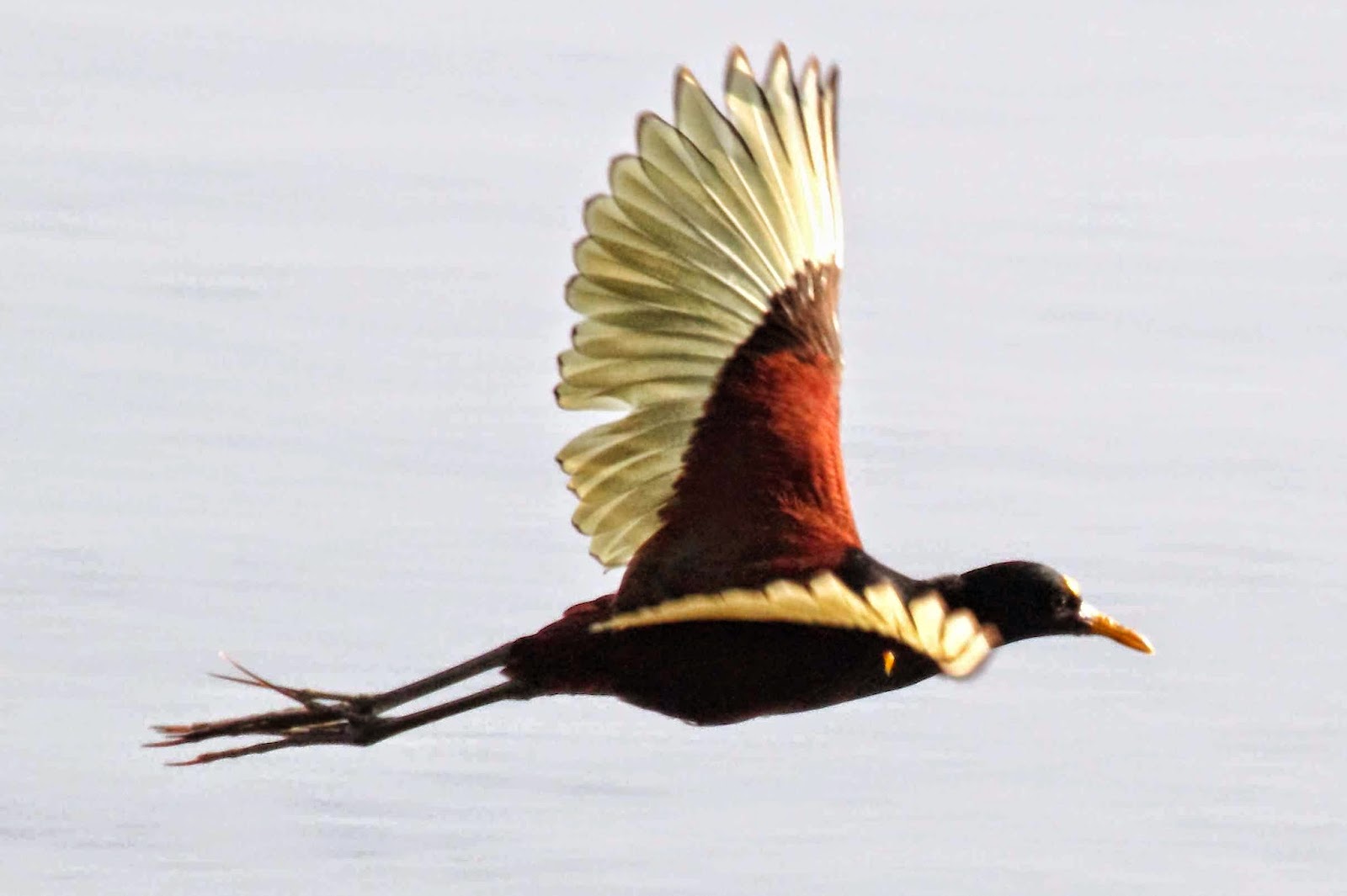 JACANA BIRDS photos - wallpapers | the fun bank