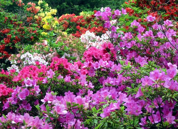 Studio Floral Dora Santoro: Azaleas