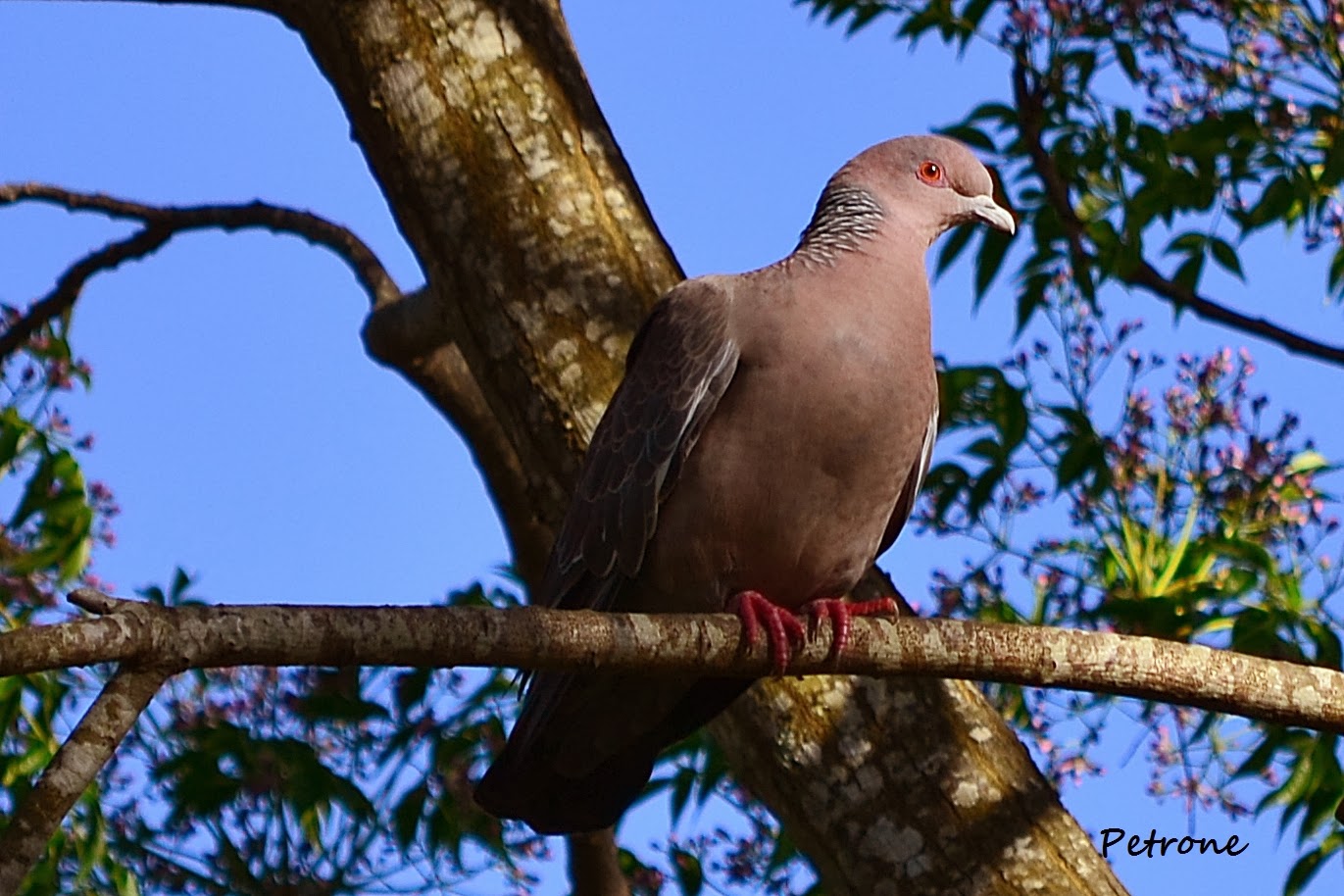 Aves de La Floresta: Paloma de monte