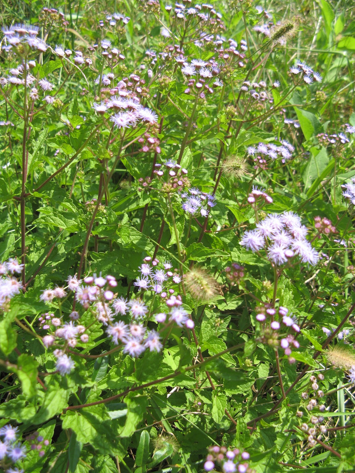 Patscience: Turnip patch planted and Wildflower Pictures!