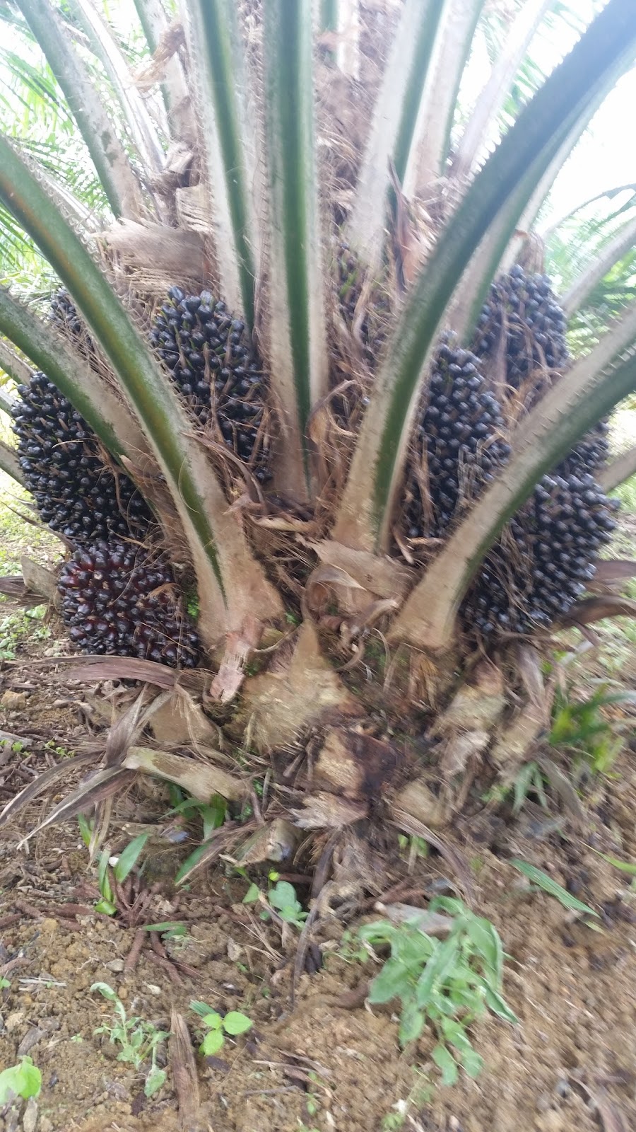 Warisan Petani: Kebun Kelapa Sawit 1.