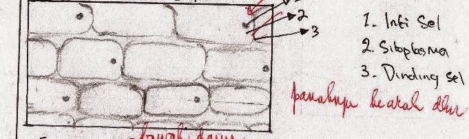 Solution To Be Smart: BENTUK DAN BAGIAN-BAGIAN SEL