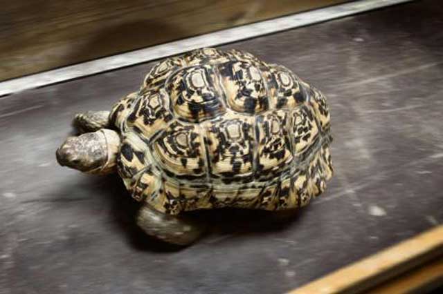 Nothing To Do With Arbroath: Bertie the leopard is possibly the world's ...