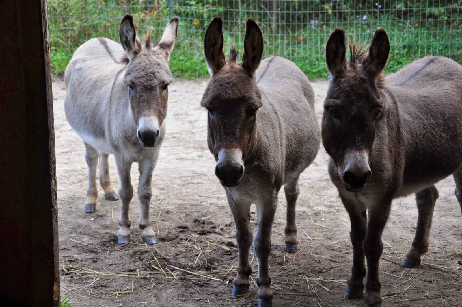 My Miniature Donkeys: Cattle > Stall Mat Drilling > Green Hay