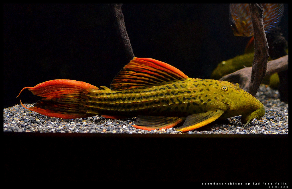 Mania de Aquário: Cascudos (plecos)