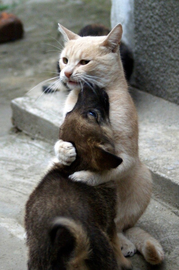 Cat hugs a puppy ~ The Animals Planet