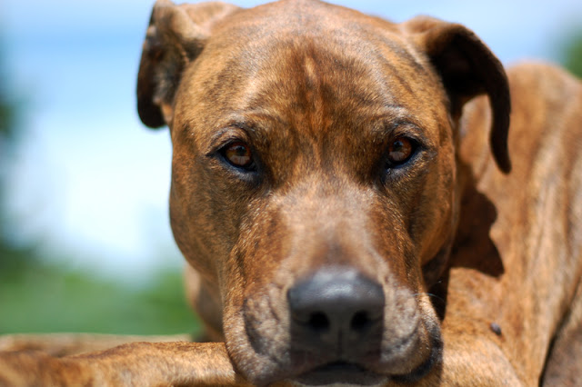 A Great Leap in the Dark: Dog days of summer