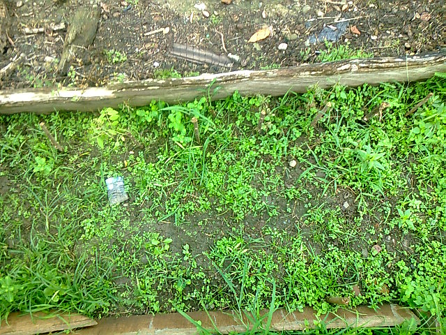 Gliricidia Sepium: MATARRATÓN