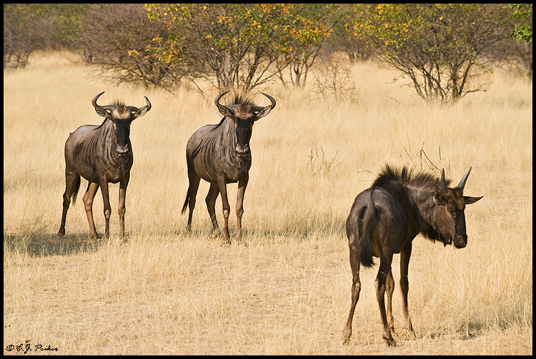 Animals pictures: wild beast