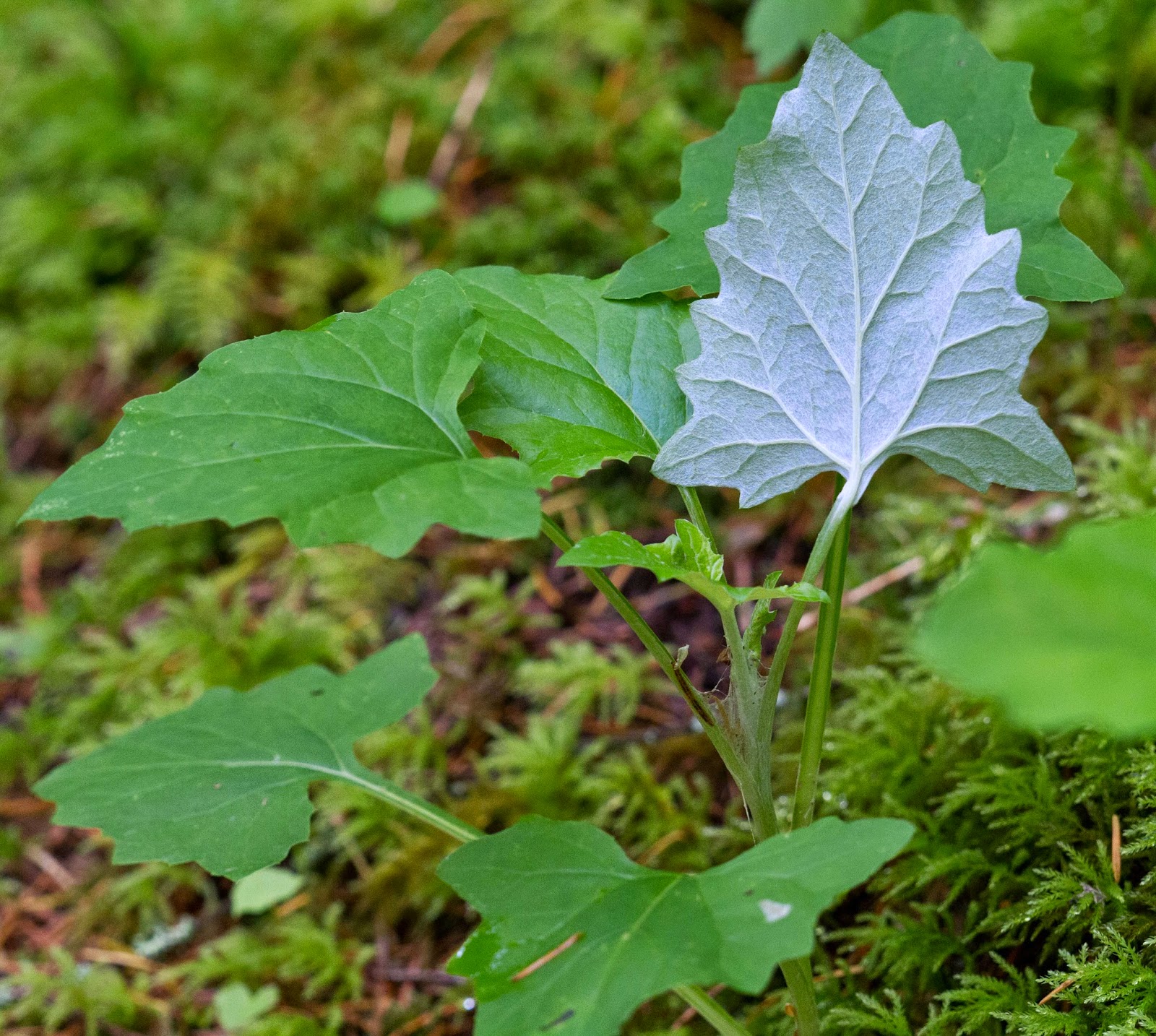 NWflora: Trail Plant or Pathfinder, Adenocaulon bicolor