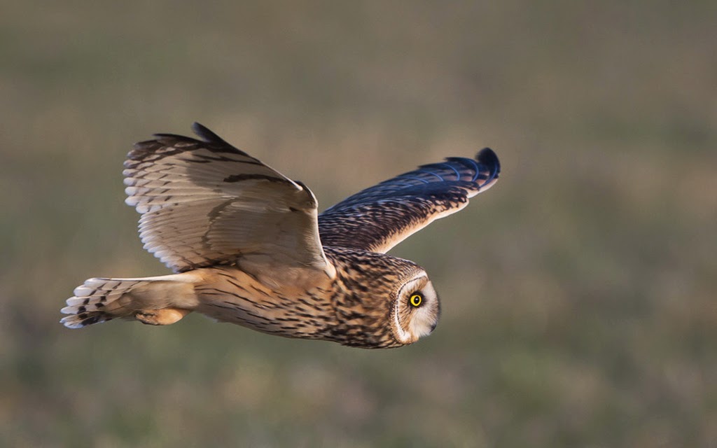 Vogels spotten - vogelsoorten register: Velduil
