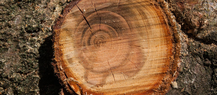 Fast Tree Removal Services Atlanta: How Trees Recover from Wounds and ...