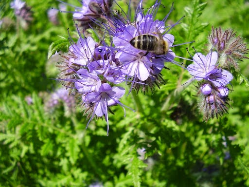 Casa si gradina: Pentru apicultori - Facelia