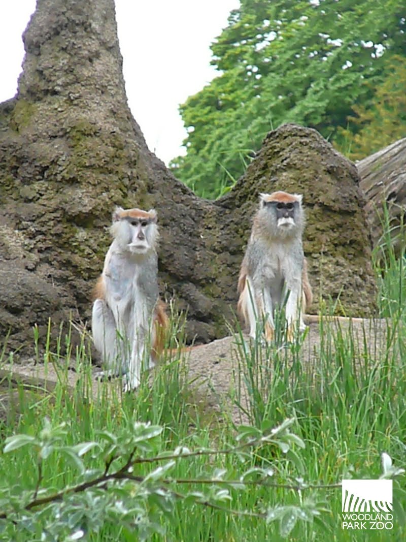 Patas monkey doing well after surgery