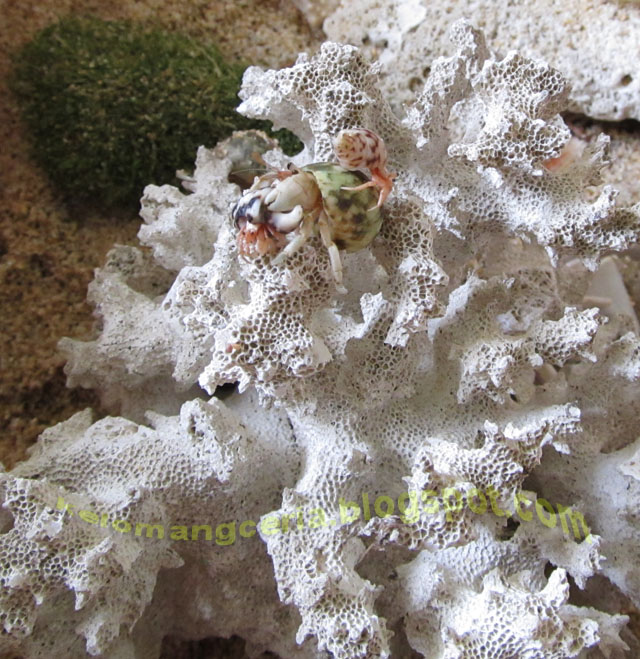 Kelomang Ceria: Hermit crabs like sponge moistened with a mist water spray