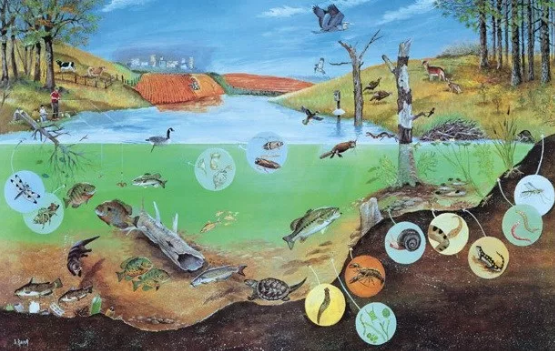 Pengertian Ekosistem, Komponen dan Macam-Macam Ekosistem